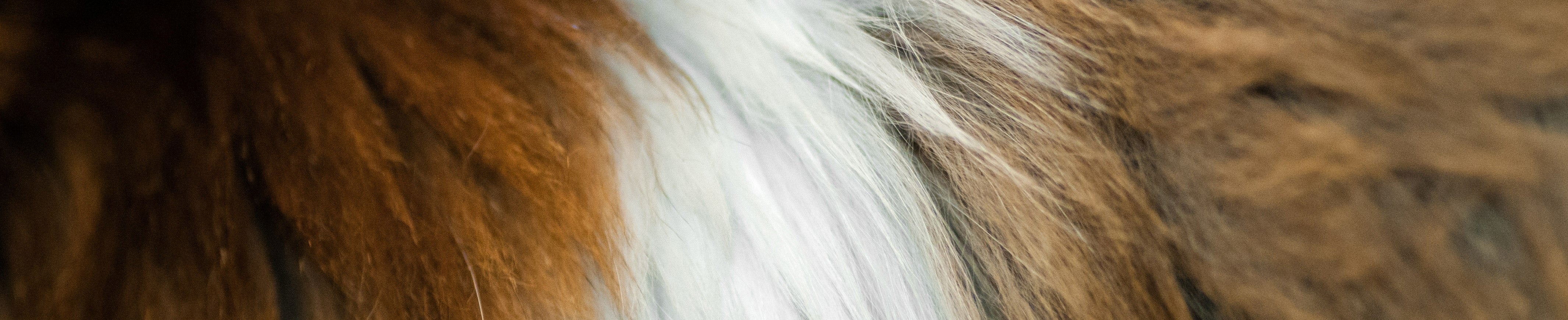 How to rehydrate a fur coat ? – Fur Caravan